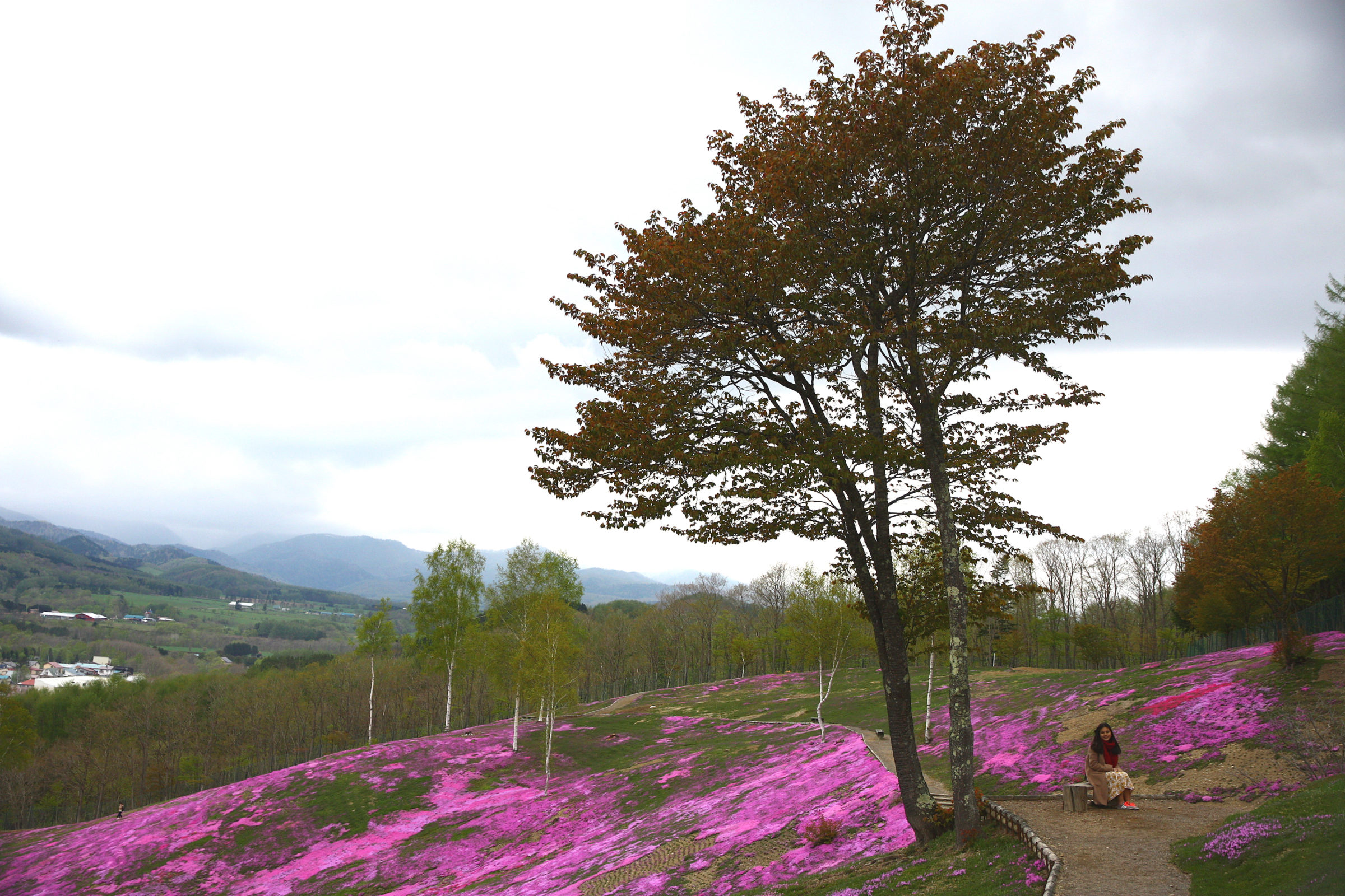 Takinoue Park 26 / Shibazakura Festival - Jayndee