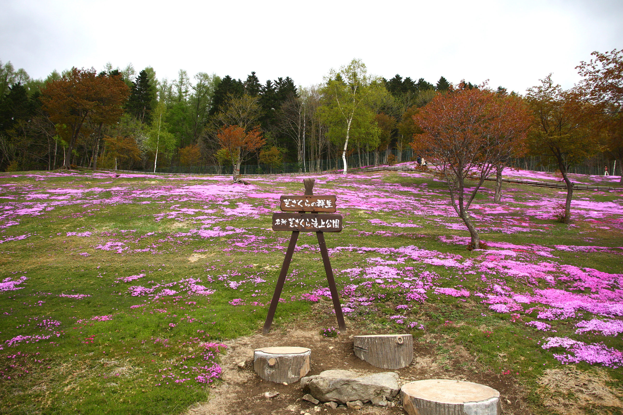Takinoue Park 44 / Shibazakura Festival - Jayndee